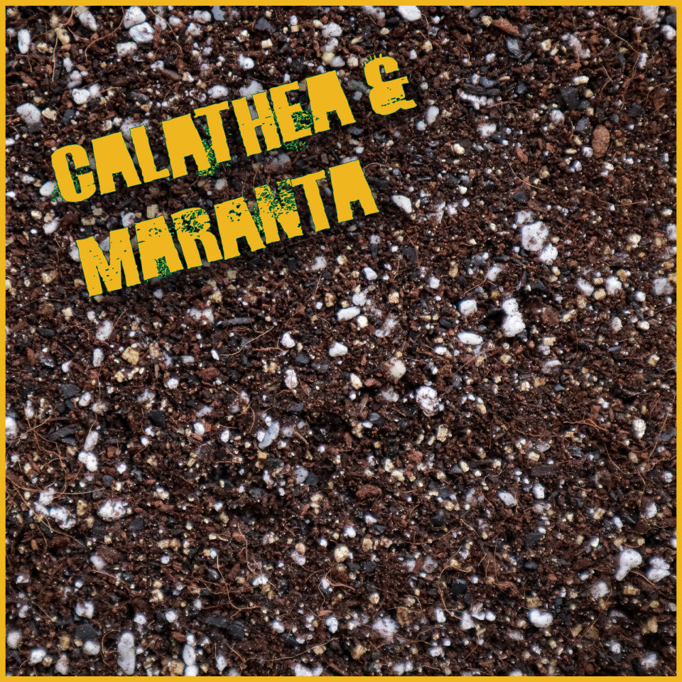 Calathea & Maranta Mix – The Soil Lab